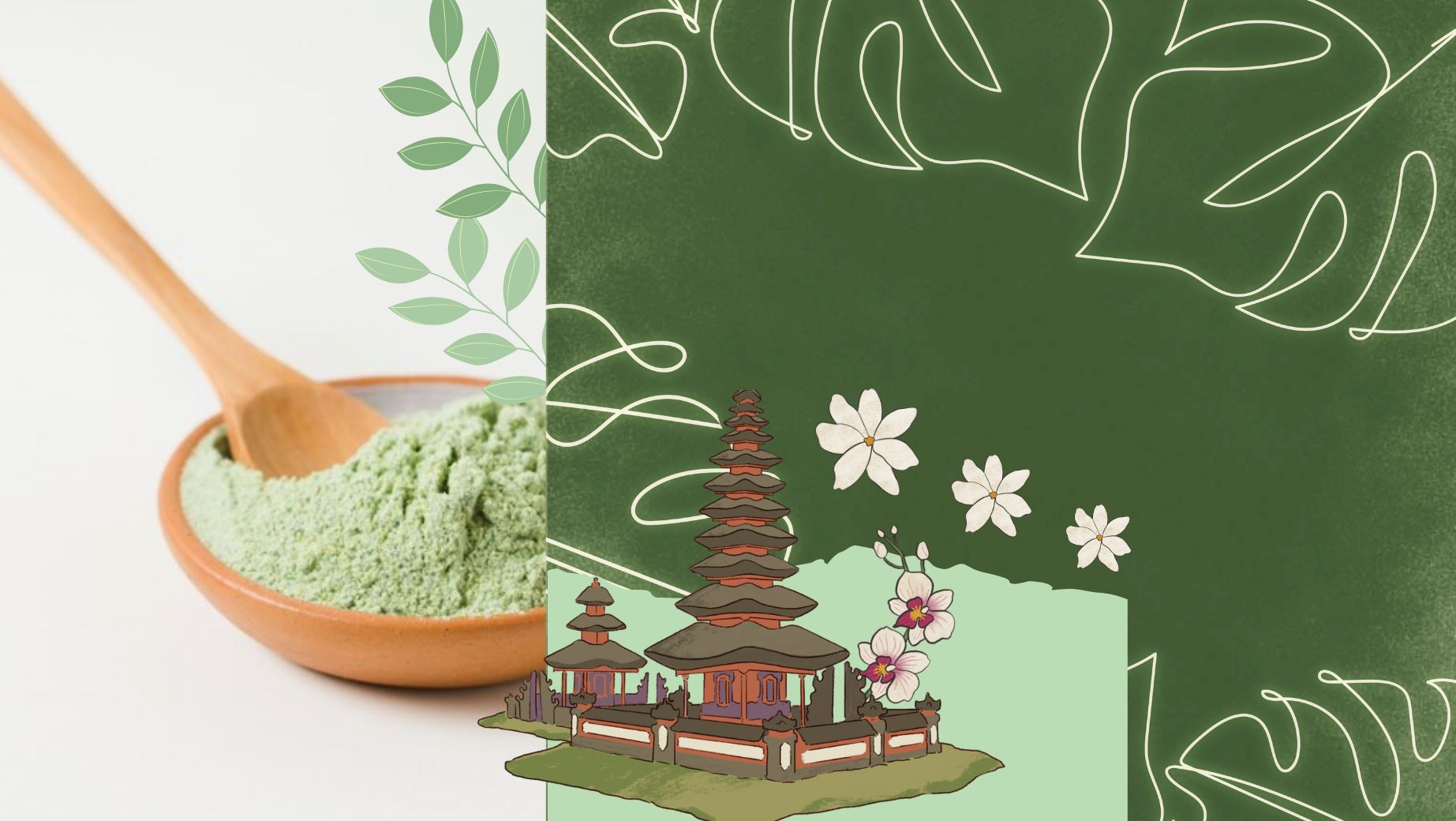 What does white kratom do? - Kratomit.eu