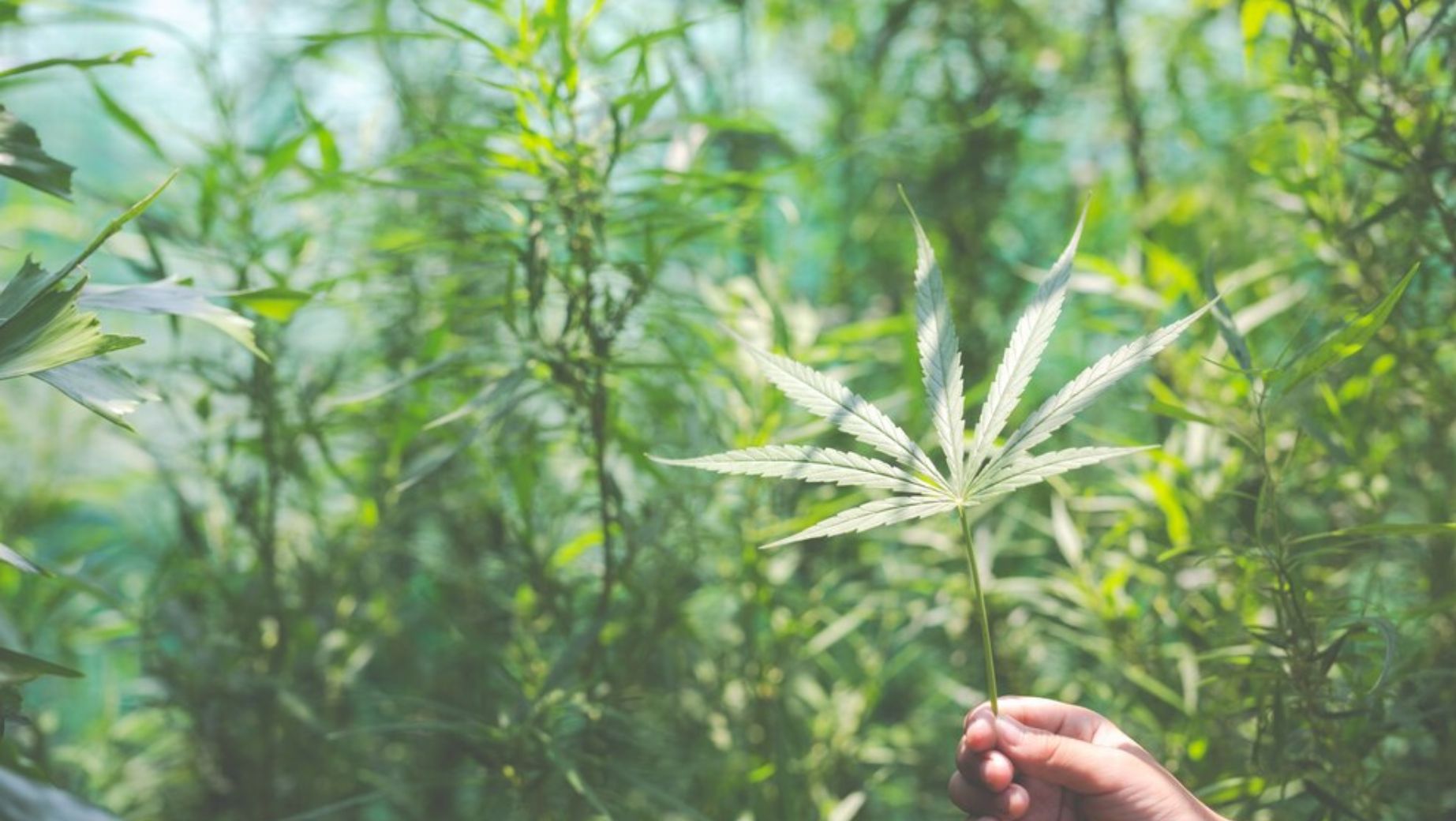 What is technical hemp? - Kratomit.eu